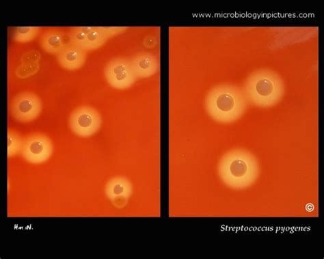 Biol 2730 Exam 4 Flashcards Quizlet