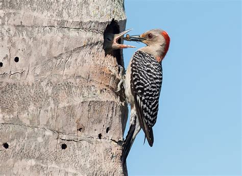 Red Bellied Woodpecker Audubon Field Guide