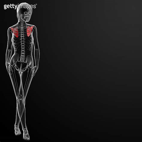 3d Render Illustration Of The Female Scapula Bone 496448823 게티이미지뱅크