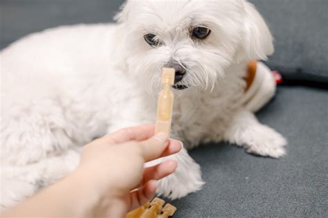 강아지오메가3추천 닥터바이 오메가3 종합영양제 노견 급여 네이버 블로그