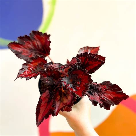 Begonia Rex Red Robin Welsh Grown Sprouts Of Bristol