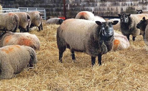 Sheep Special Invest In Preventative Flock Health Farm News