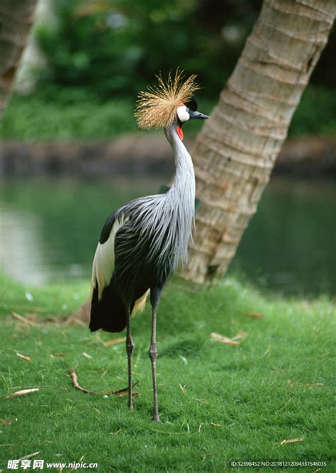 黑鹤摄影图鸟类生物世界摄影图库昵图网