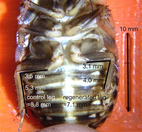 Cockroach Leg Measurement Example Of Measurement Of Cockroach Leg Download Scientific Diagram