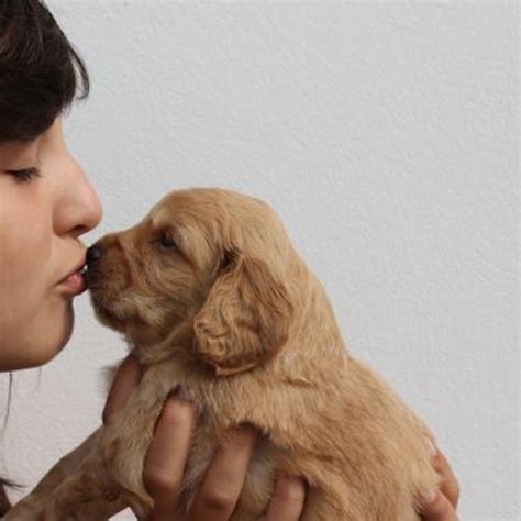 Happy Owners Of Cockpoos Jandaz Cockapoos