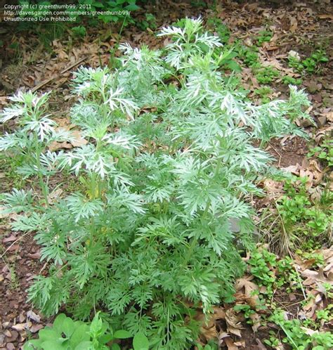 Plantfiles Pictures Artemisia Species Absinthe Wormwood Grand