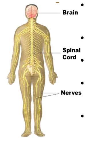 6 Nervous System Flashcards Quizlet