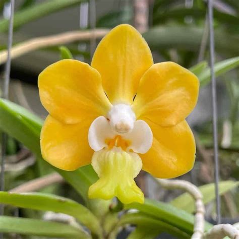 15 Popular Types Of Vanda Orchids With Names And Pictures Houseplant