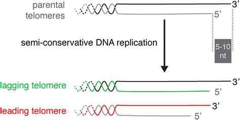 The Many Types Of Heterogeneity In Replicative Senescence Xu 2019