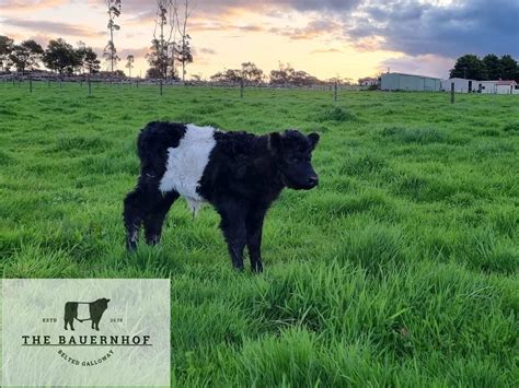 Cute Calves The Bauernhof