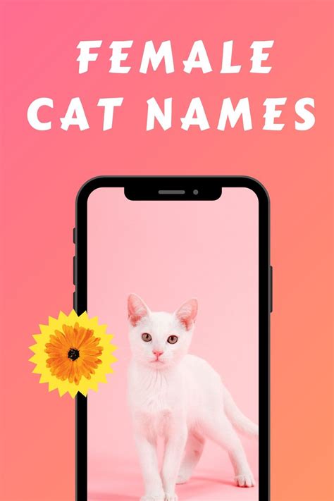 Top 30 Best Female Cat Names With Meaning 2021