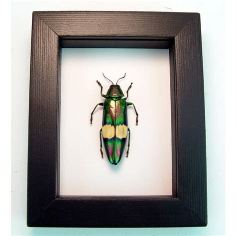 Chrysochroa Saundersii Metallic Jewel Beetle Framed Taxidermy