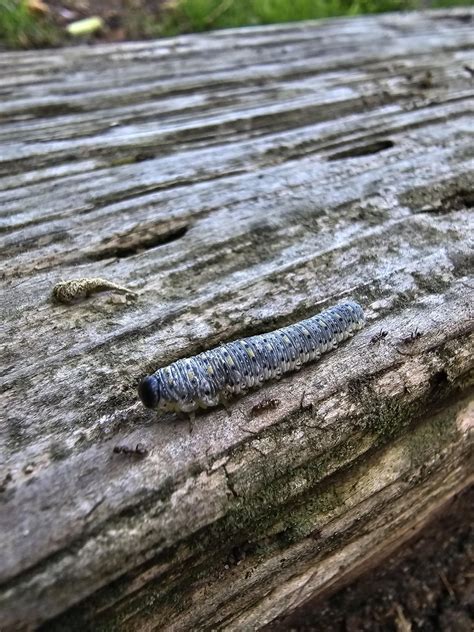 A Caterpillar And A Lizard This Morning Rs24ultra