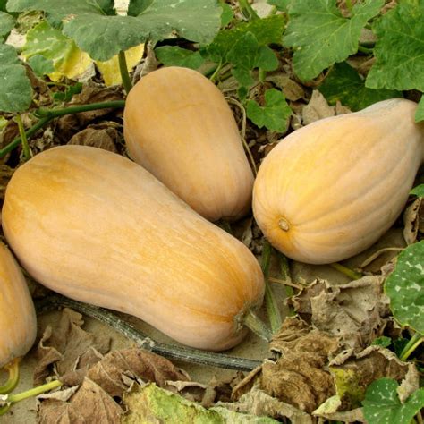 Buy Squash Seed Collection At Uk