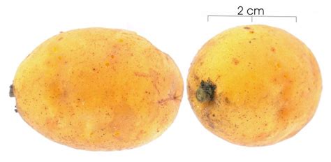 Yellow Mombin Spondias Mombin