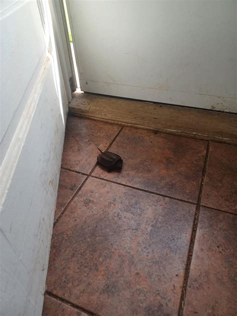 Soooooo A Snapping Turtle Wandered Into My House Yesterday Is