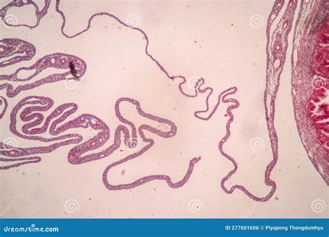 Uterus Human Uterine Tube Human Placenta Human And Umbilical Cord Human Under The Microscope