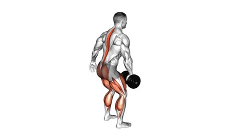 Hamstring Vs Quad Exercises A Guide To Balancing Leg Workouts Workout Guru