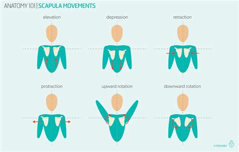 Scapular Movements Myotherapy Remedial Massage And Sports Massage In