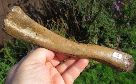 Pleistocene Age Seal Tibia Bone 79