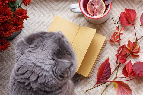 가을 스칸디나비아 Hygge의 스타일에 가정 장식 과일 차 붉은 국화 따뜻한 담요에 빈 시트메모장 Hygge 개념입니다 고양이의