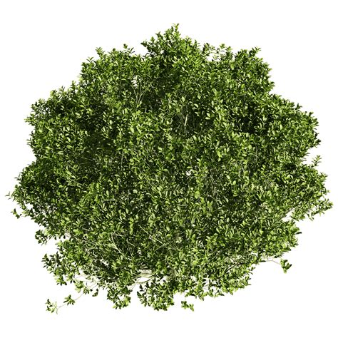 Ficus Concinna 5 Download The 3d Model 33978