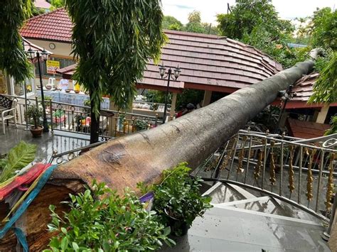 เชียงใหม่ฝนตกหนัก ต้นไม้ใหญ่โค่นล้ม ทับห้องสอบกรรมฐานวัดพระธาตุศรีจอมทอง