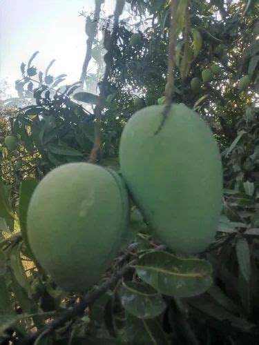 A Grade Mango At Rs 28 Kg In Coimbatore Id 2850830152348
