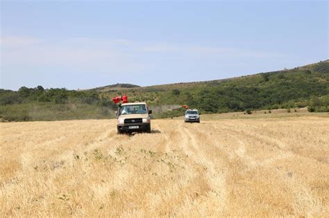 იტალიური კალიის საწინააღმდეგოდ კახეთში 15 ათასი ჰექტარია დამუშავებული Bpn