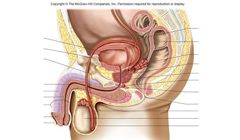 Male Reproduction System Diagram Quizlet