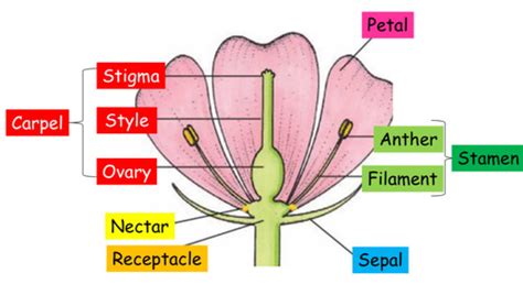 Chp 34 Sexual Reproduction In Plants Flashcards Quizlet