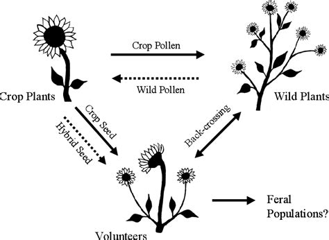 Gene Flow Examples