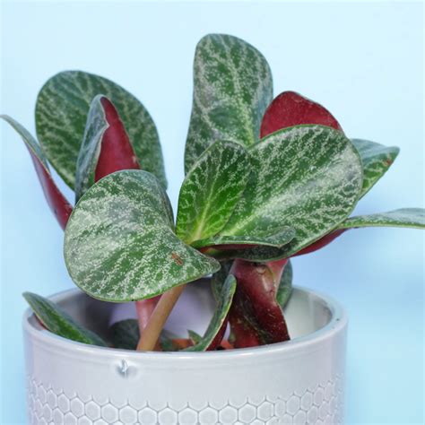 Fairy Crassula Pitted Crassula London Pride Crassula Multicava