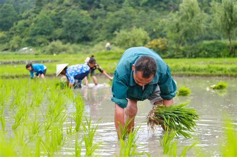 夏の農繁期到来 農作業にいそしむ村民たち 中国貴州省 写真6枚 国際ニュースAFPBB News