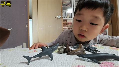 쥐가오리 실종사건 백상아리 바다사자 범고래 누가 범인일까 Youtube