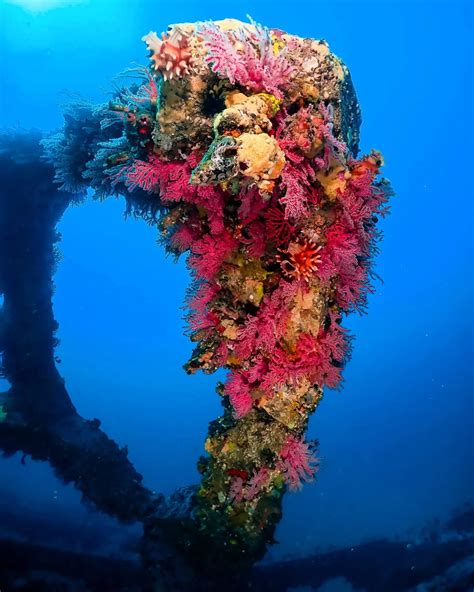 Seaelephantkoo 인구에서 부채산호가 가장 많이 붙어있는 포인트😍 산호 사이사이