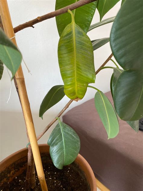 Ficus Elastica Leave Loss Rplantclinic