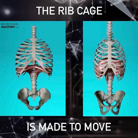 The Ribs A Rigid Steel Cage Or A Nutritional Mastery