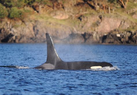 The Oldest Killer Whale Known As Granny Missing And Presumed Dead At A Possible Age Of 105