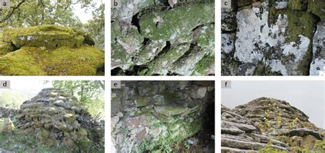 Examples Of Typical Biological Colonization On The Surveyed Area