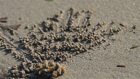 Macro Sand Bubbler Crab Soldier Crab Making Sand Balls While Eating