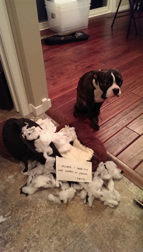 The 9 Ultimate Boston Terriers Of Dog Shaming Bark Post