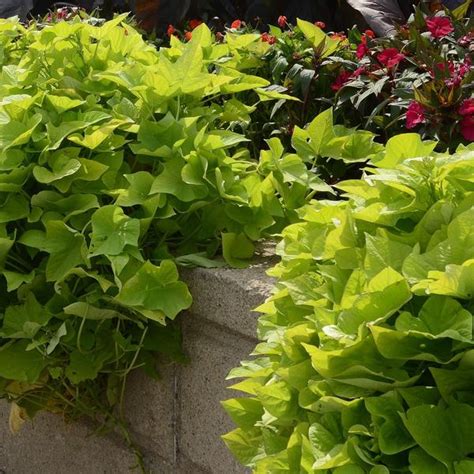 Marguerite Sweet Potato