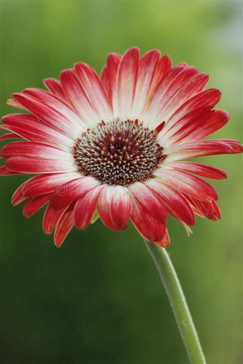 Beautiful Gerbera Daisy Flower Stock Image Image Of Daisy Summer