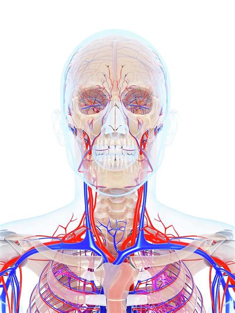 Male Vascular System Photograph By Scieproscience Photo Library Fine