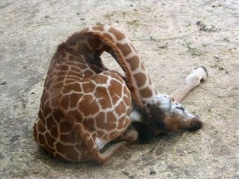 기린은 잠을 자는 동안 서 있을 수 있다