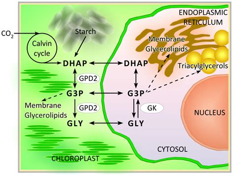 Glycerol Phosphate Acyltransferase Glycerol 3 Phosphate