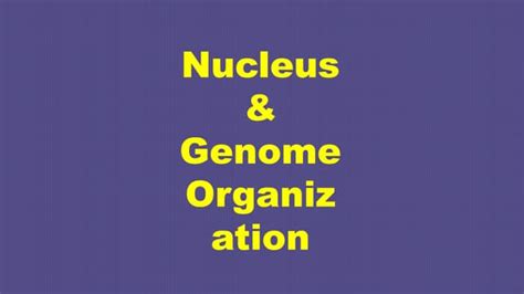 Nucleus Genome Organization In Plantspptx