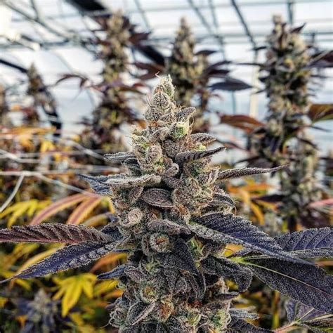 Chem Cookies Feminised Seeds Divine Genetics Cannabis Seeds