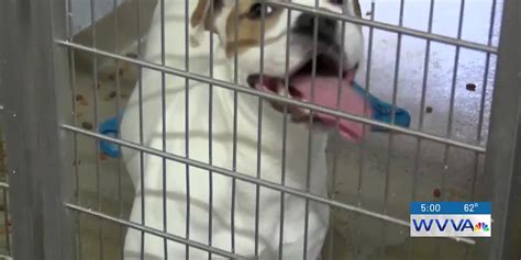New Bluefield City Ordinance Legalizes Pit Bulls But Without Collarless